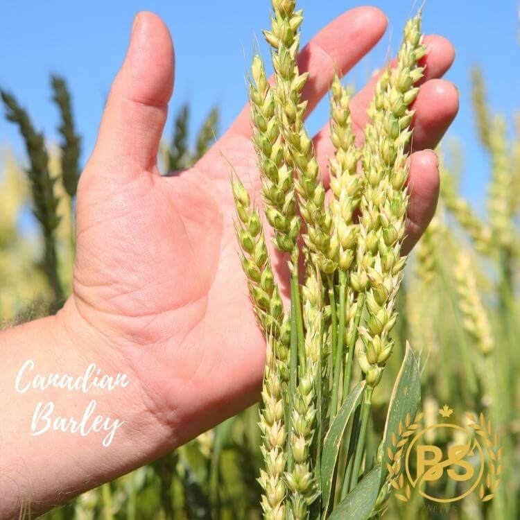 Canadian Barley Producer, Supplier and Exporter | Bennett's Seed