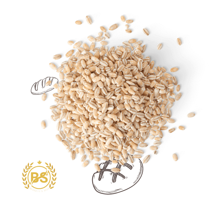 Canadian Barley Producer, Supplier and Exporter | Bennett's Seed