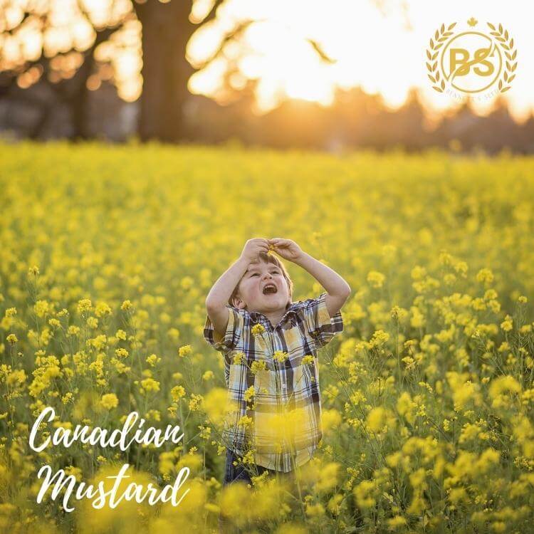 Canadian Mustard Supplier and Exporter | BS