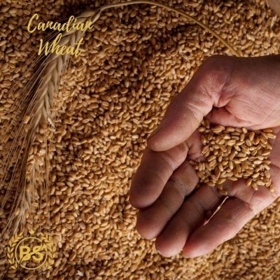 Canadian Wheat Producer, Supplier and Exporter | Bennett's Seed