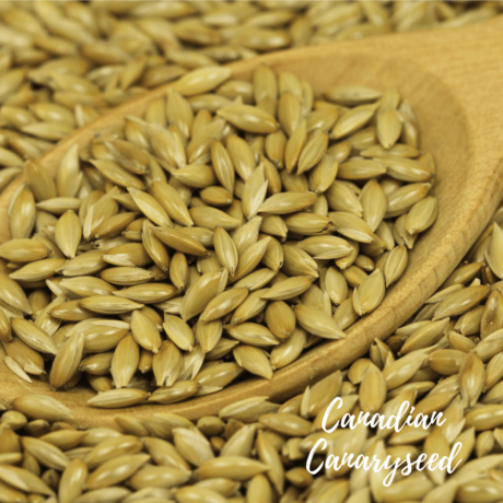Bulk Canadian Canaryseed Supplier & Exporter | Bennett's Seed
