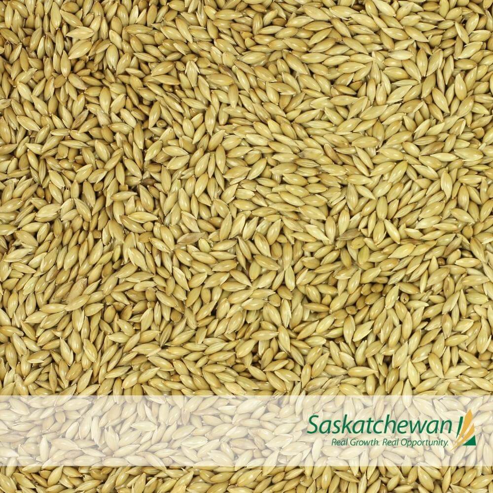 Canadian Canaryseed Producer, Supplier and Exporter | Bennett's Seed