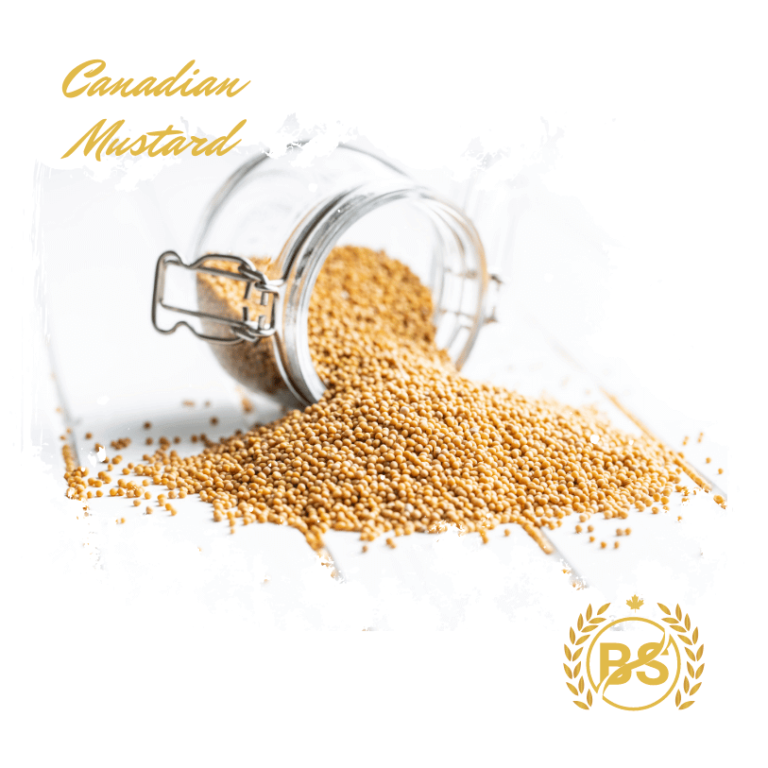 Bulk Canadian Mustard Seed Supplier & Exporter | BNS